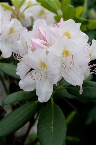Rhododendron catawbiense 'Album' - Devil Mountain Wholesale Nursery