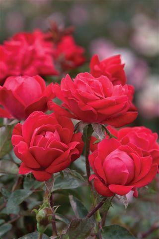 Rosa Double Knock Out® (Red) (Shrub) - Devil Mountain Wholesale Nursery