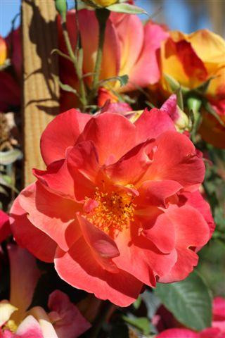 Rosa 'Joseph's Coat' (Climbing) - Devil Mountain Wholesale Nursery
