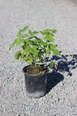 Rubus ursinus Native Blackberry - Devil Mountain Wholesale Nursery