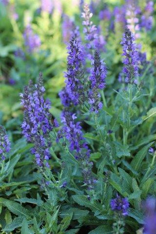 Salvia nemorosa 'Marcus' - Devil Mountain Wholesale Nursery