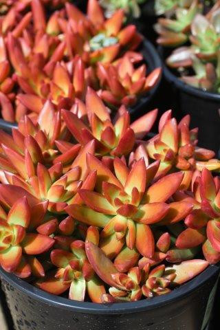Sedum 'Firestorm' - Devil Mountain Wholesale Nursery