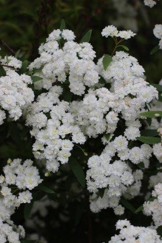 Spiraea reevesiana - Devil Mountain Wholesale Nursery
