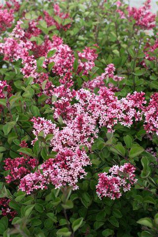 Syringa Tinkerbelle® - Devil Mountain Wholesale Nursery