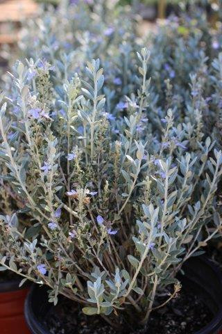 Teucrium fruticans 'Compactum' - Devil Mountain Wholesale Nursery