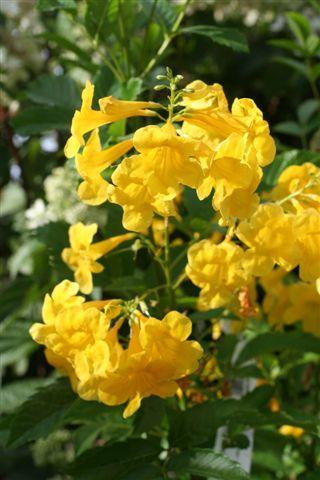 Tecoma stans Gold Star - Devil Mountain Wholesale Nursery