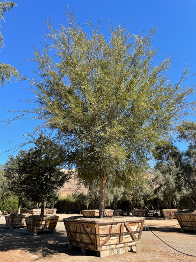 Ulmus parvifolia 'Sempervirens' - Devil Mountain Wholesale Nursery