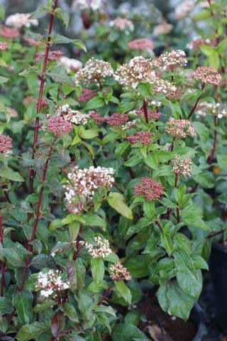 Viburnum tinus 'Robustum' - Devil Mountain Wholesale Nursery