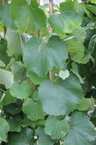 Vitis 'Roger's Red' - Devil Mountain Wholesale Nursery