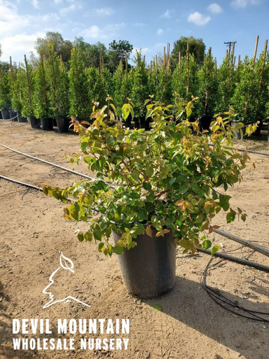 Xylosma congestum 'Compacta' - Devil Mountain Wholesale Nursery