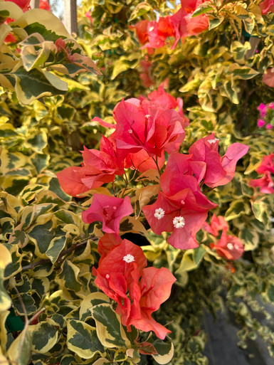 Bougainvillea Bengal Orange Devil Mountain Wholesale Nursery
