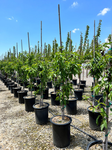 Nectarine 'Snow Queen' - Devil Mountain Wholesale Nursery