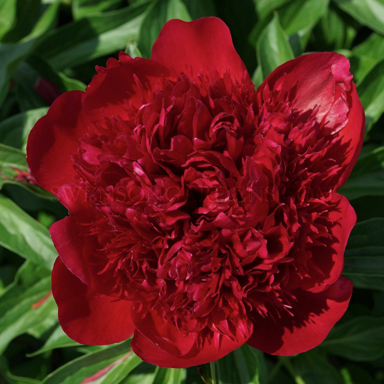 FIRE BOMB - Swenson Gardens