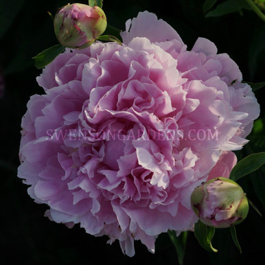 ROSE PEARL - Swenson Gardens
