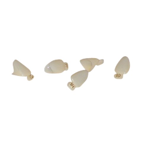 Polycarbonate Crowns 5/pk Lower Anterior Long - Dental Market