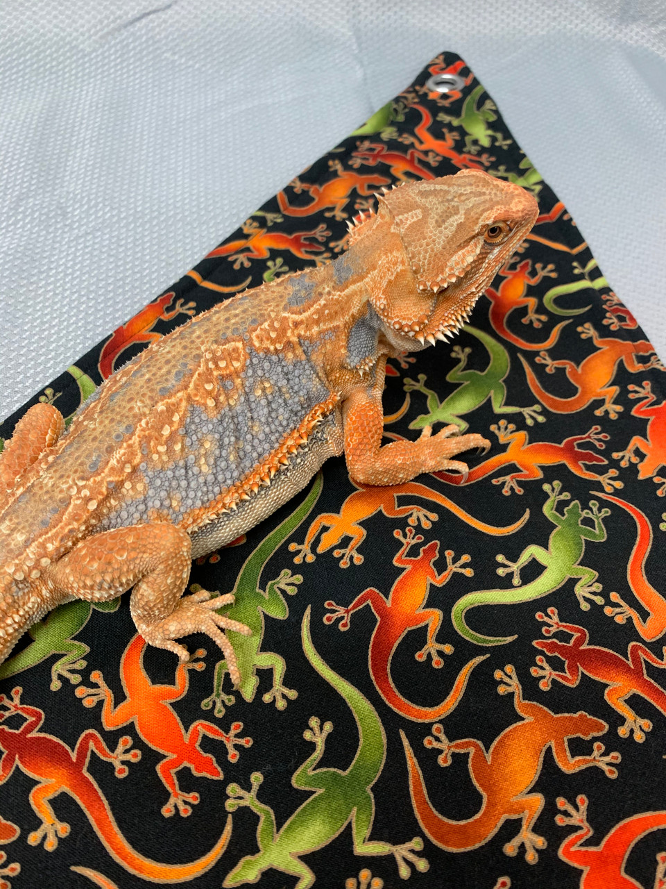 Crazy Geckos Hammock - All About Feeders