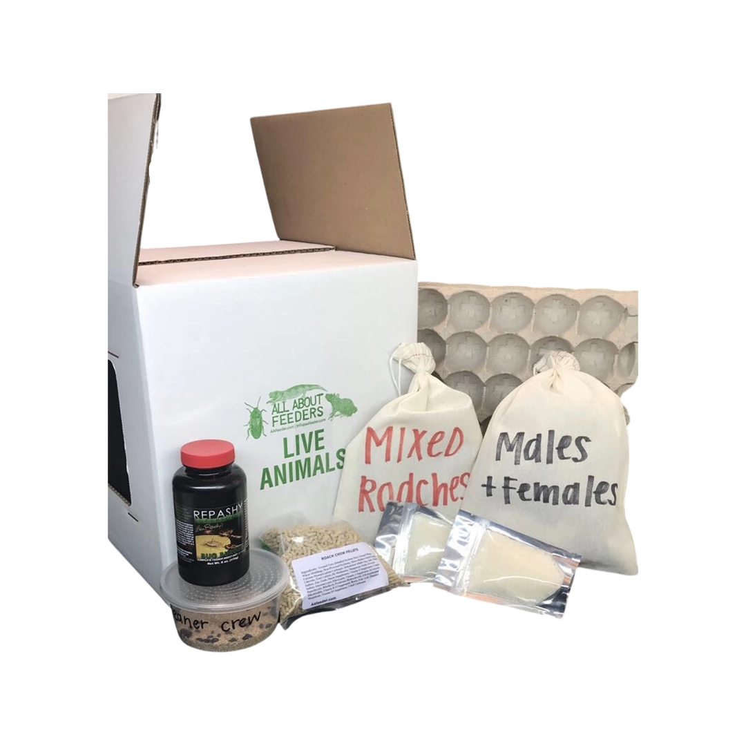 Dubia Breeding Kit | All About Feeders