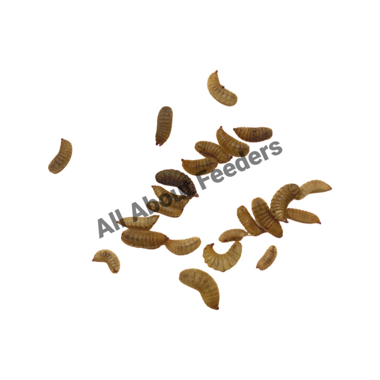 Black Soldier Fly Larvae (BSFL) | All About Feeders