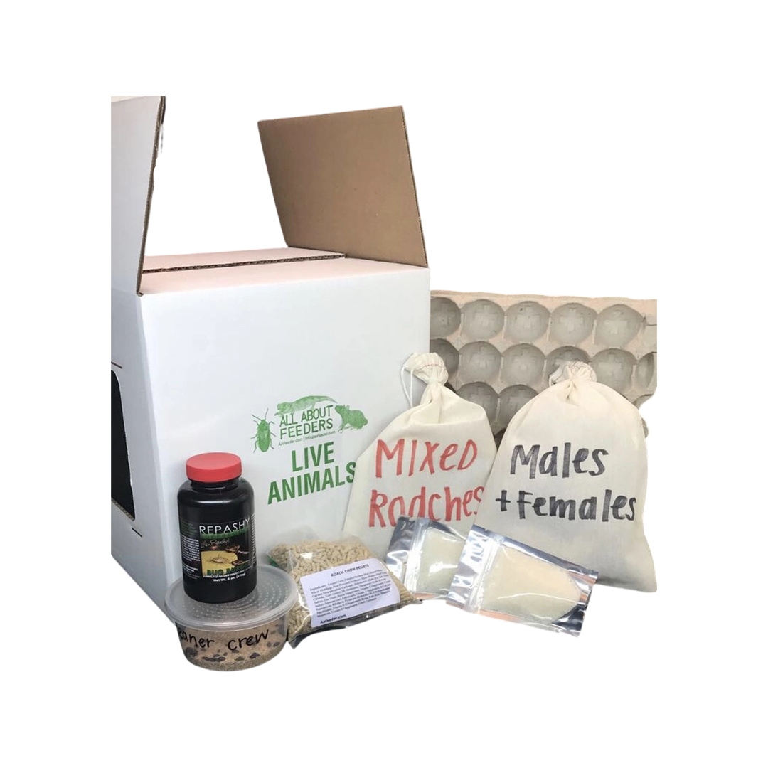 Dubia Breeding Kit | All About Feeders