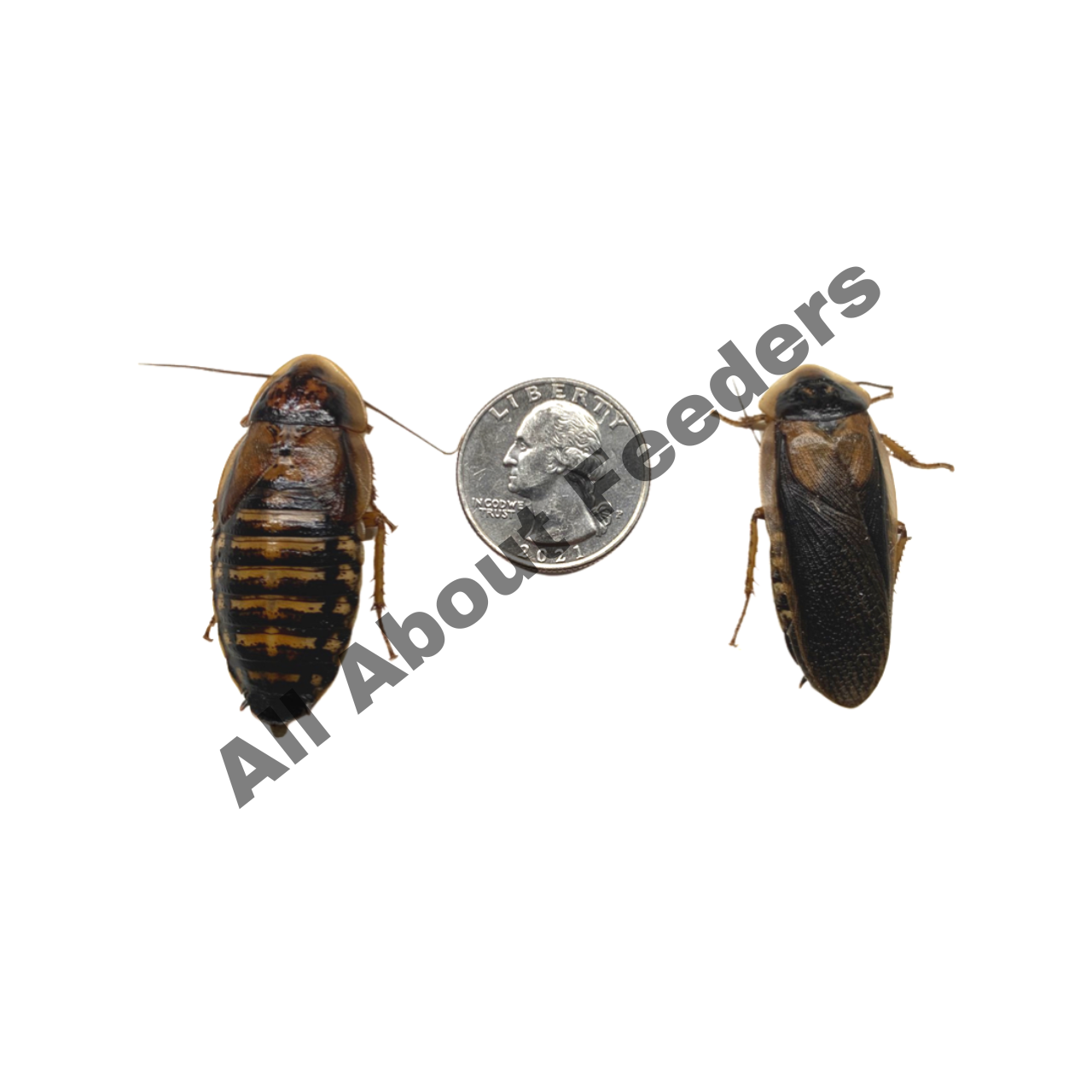 Adult Dubia Roaches - Male/Female | All About Feeders