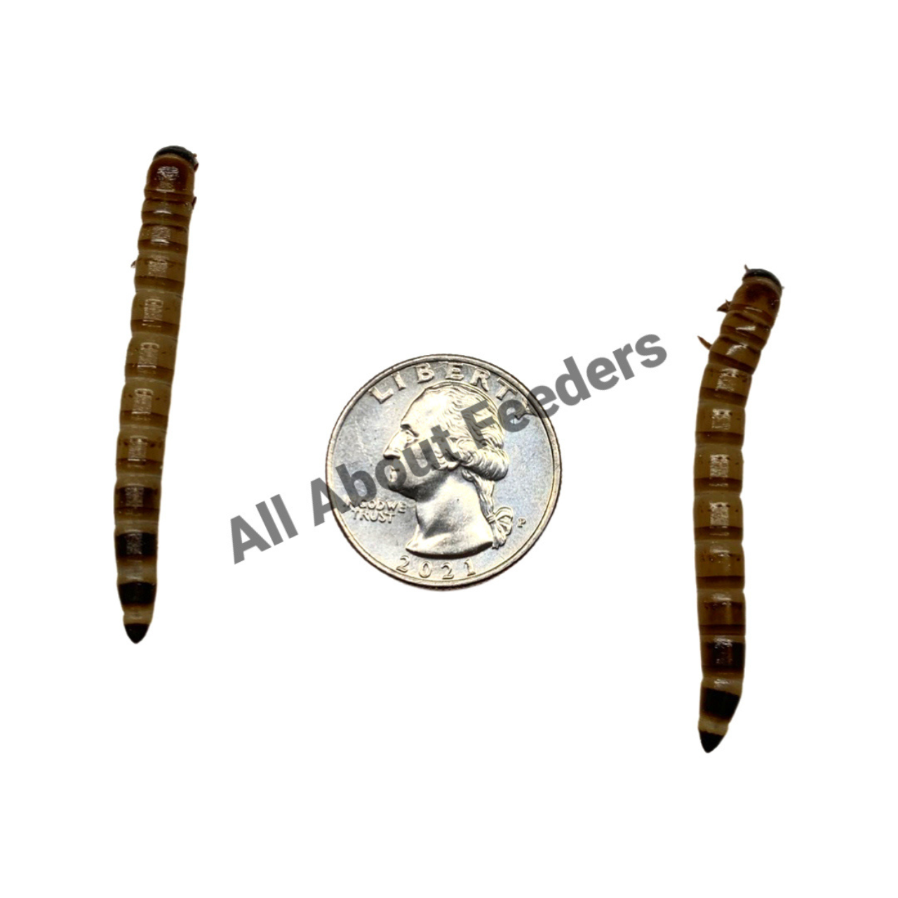 Superworms | All About Feeders