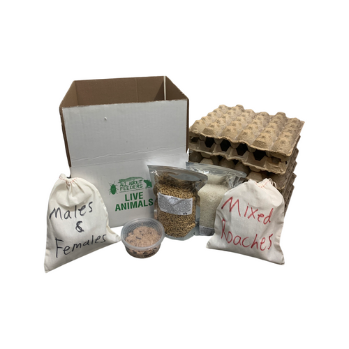 Large Dubia Breeding Kit | All About Feeders