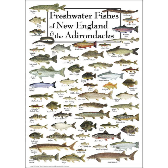 Freshwater Fishes of New England & The Adirondacks - Adirondack Country ...