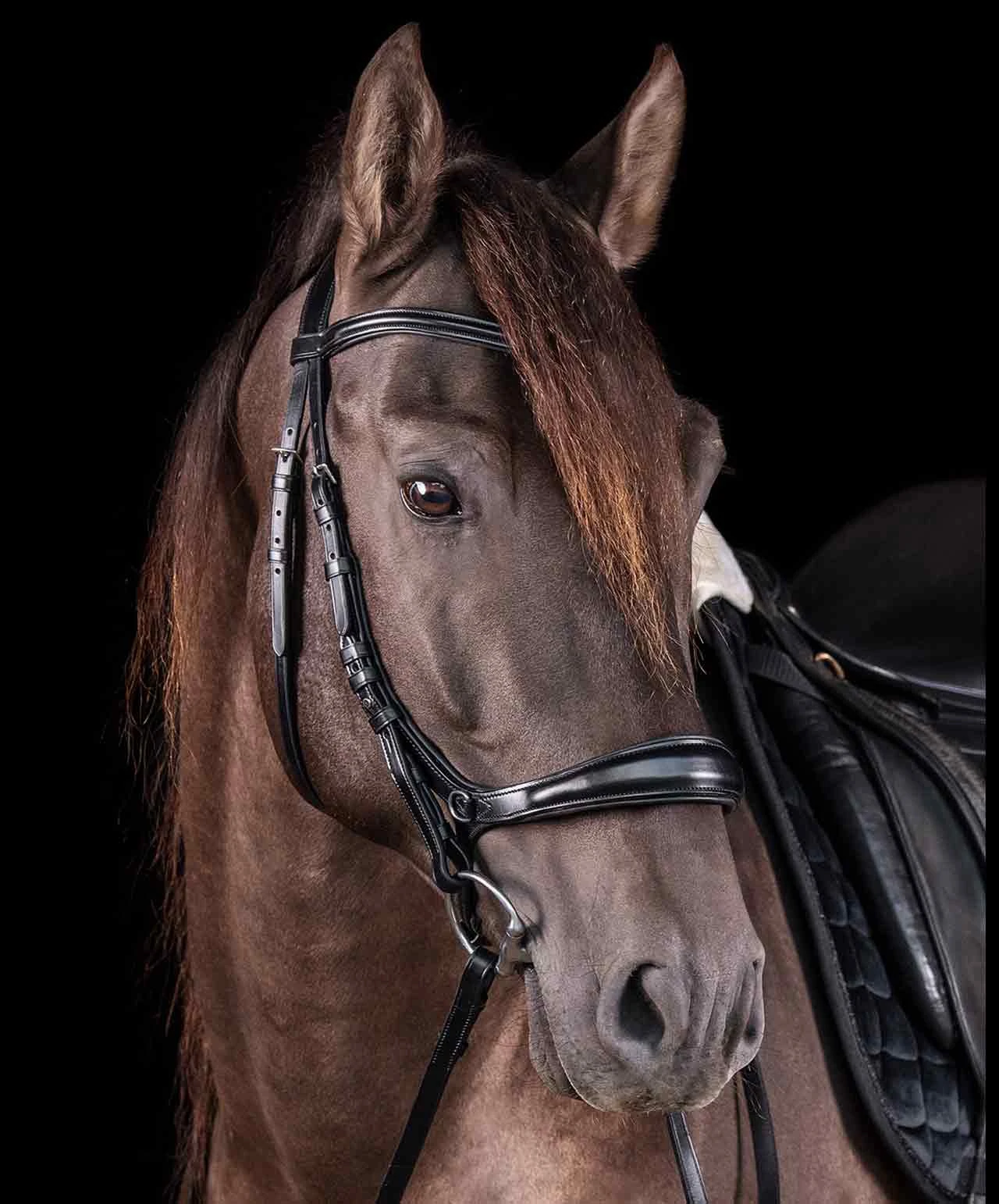Schockemohle Equitus Theta Bitless Bridle | Sprucewood Tack