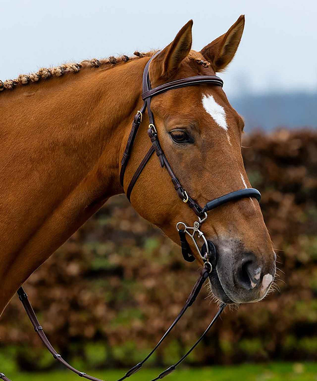 Trust Hickstead Hackamore Bridle | Sprucewood Tack