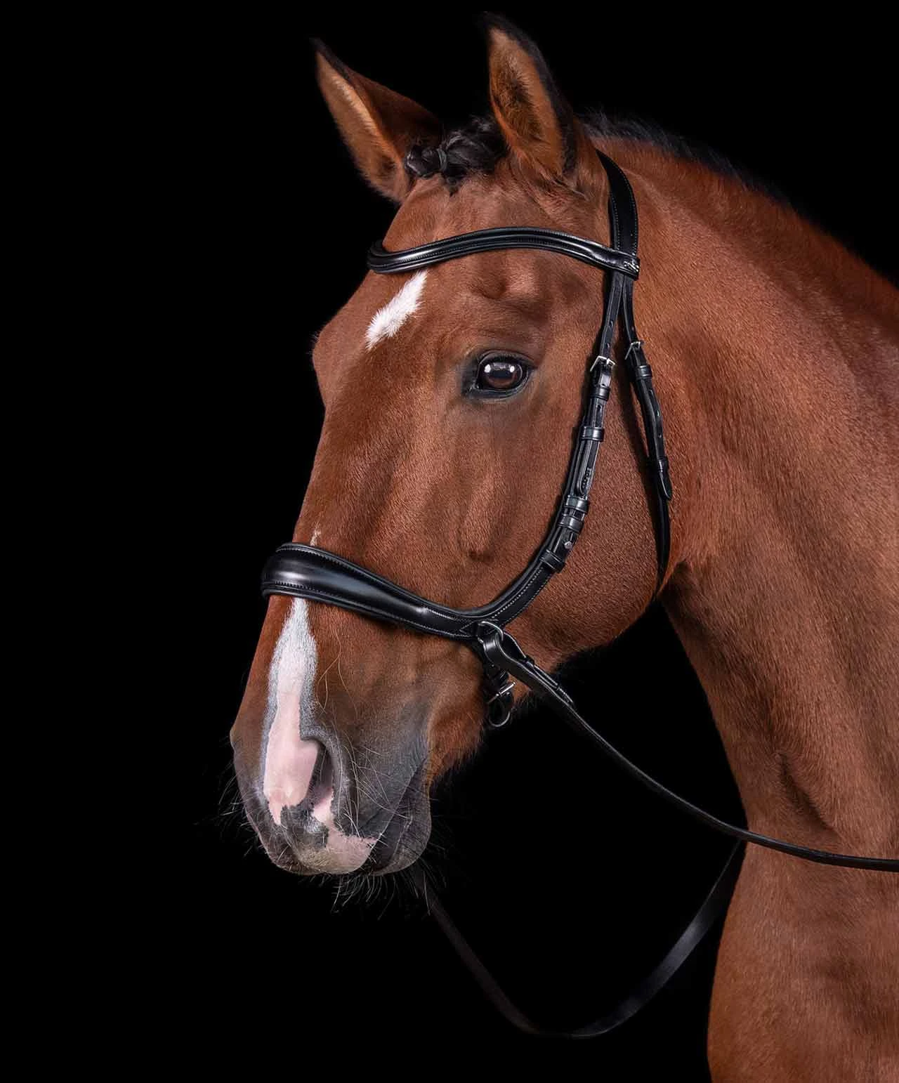 Schockemohle Equitus Theta Bitless Bridle | Sprucewood Tack