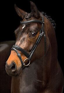 Horse Bridles - Shop English Horse Bridles Online