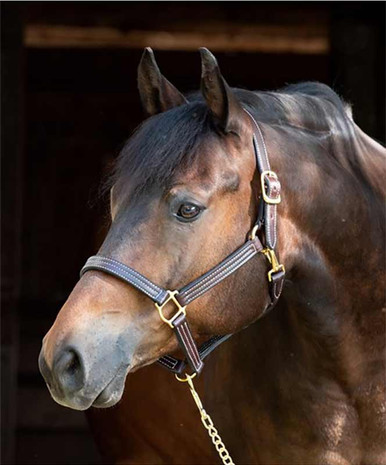 Perri's Professional Leather Show Halter | Sprucewood Tack