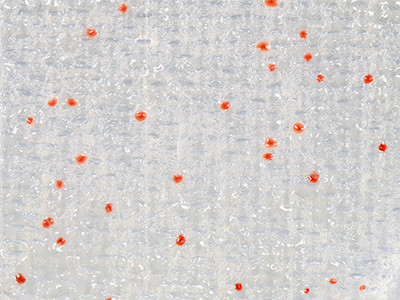 Hardy Diagnostics CompactDry Total Bacterial Plate Count (TC) Plates ...