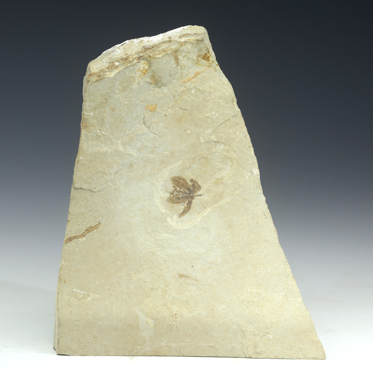 Flower Fossil