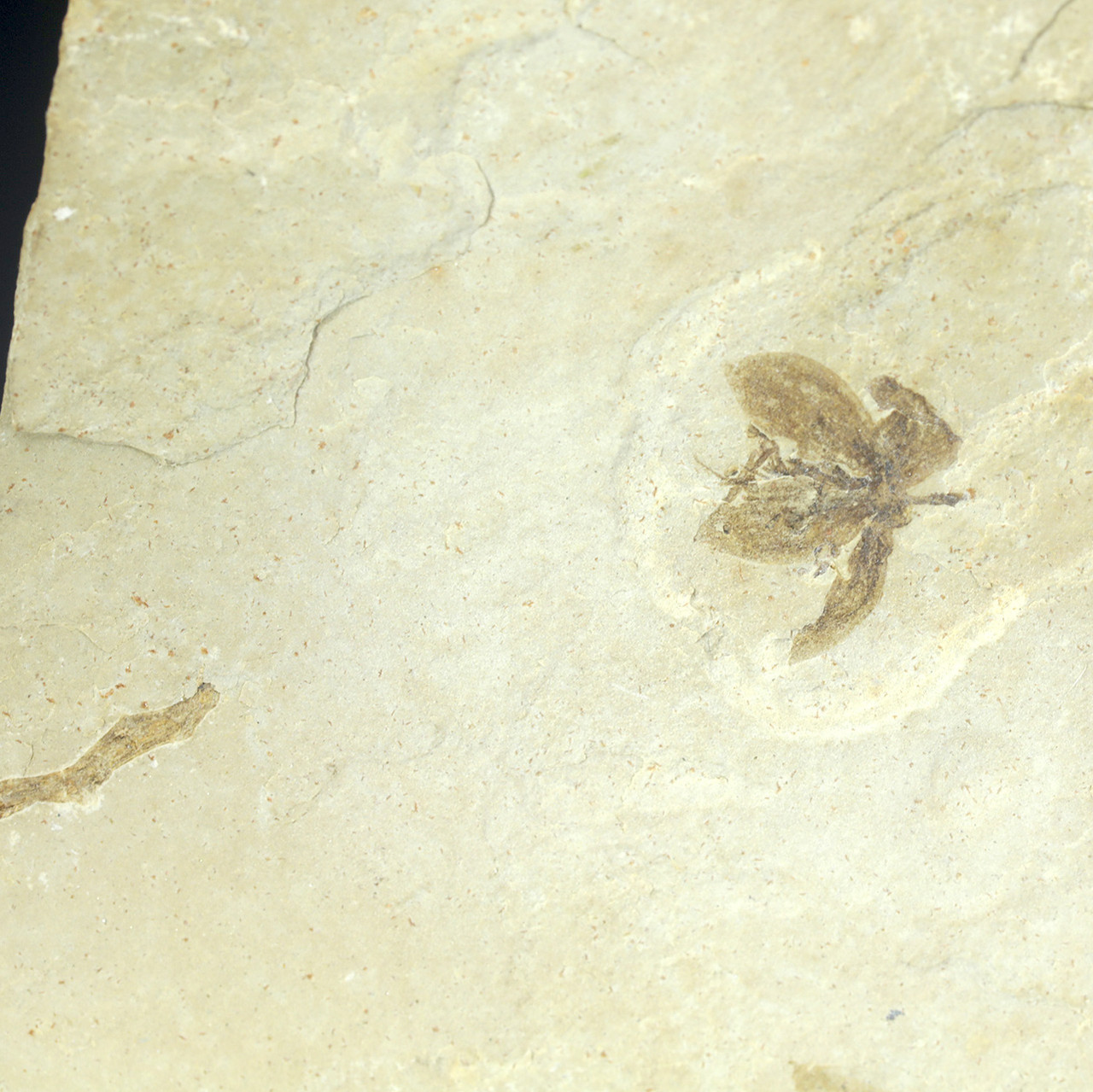 Green River Fossil Flowers