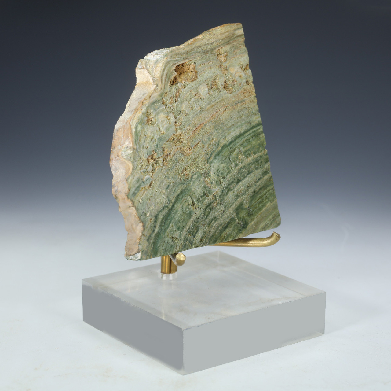 Stromatolite Kuban Basin Russia [Freshwater Eocene]