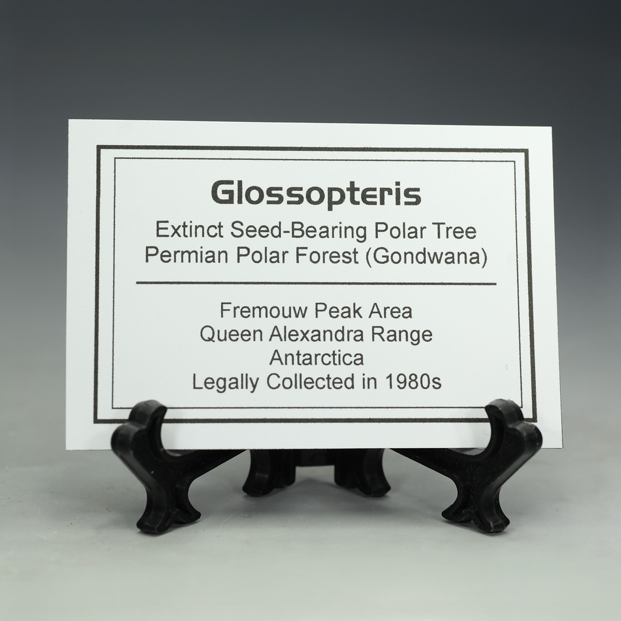 Glossopteris Antarctica Tree Fern Fossil – Permian