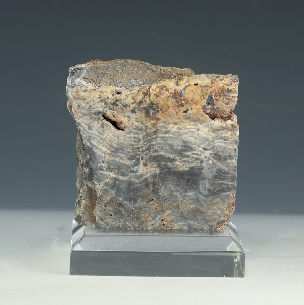 Stromatolite Microbial Mats Cyanobacteria