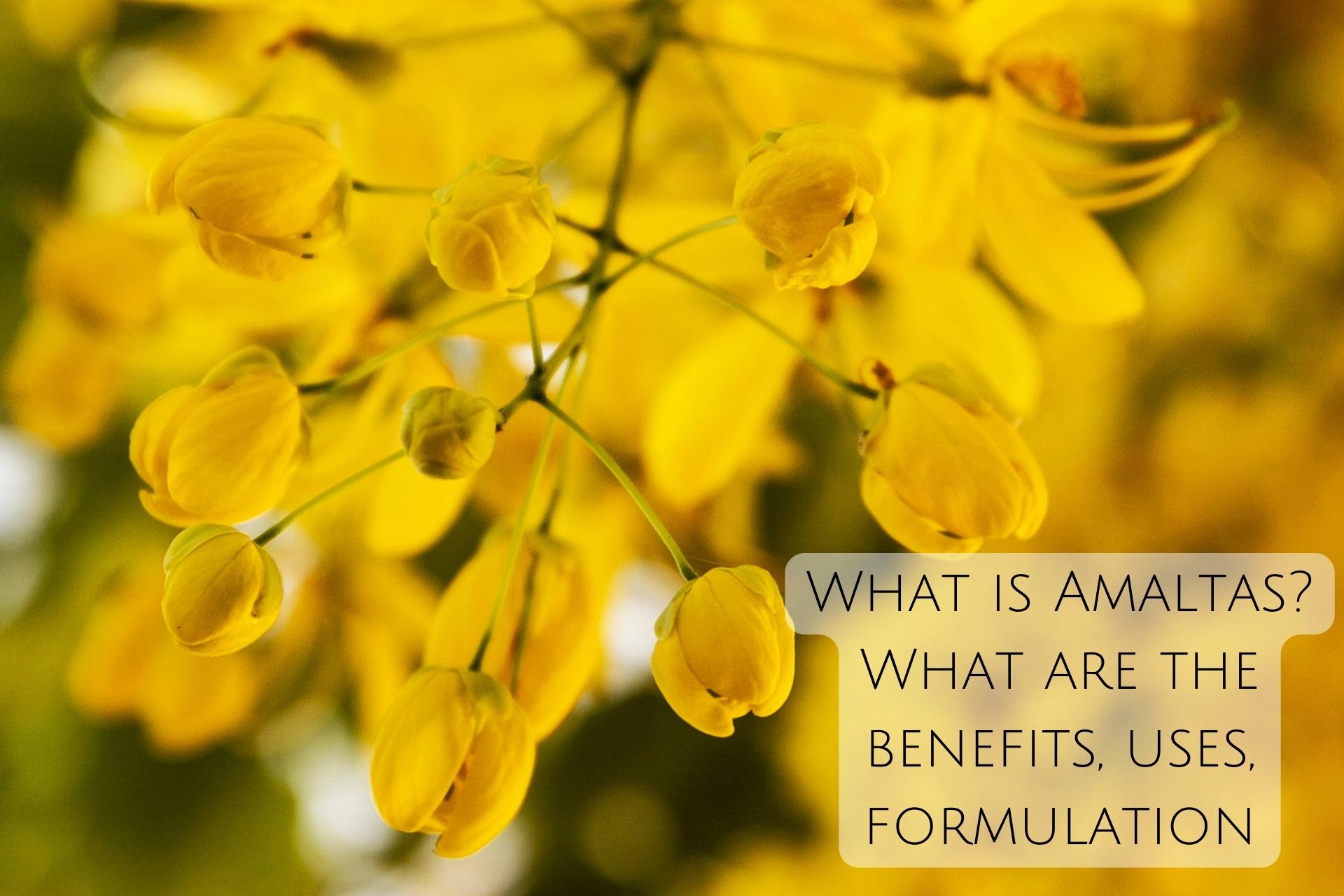 What is Amaltas? What are the benefits, uses, formulation - Kiwla