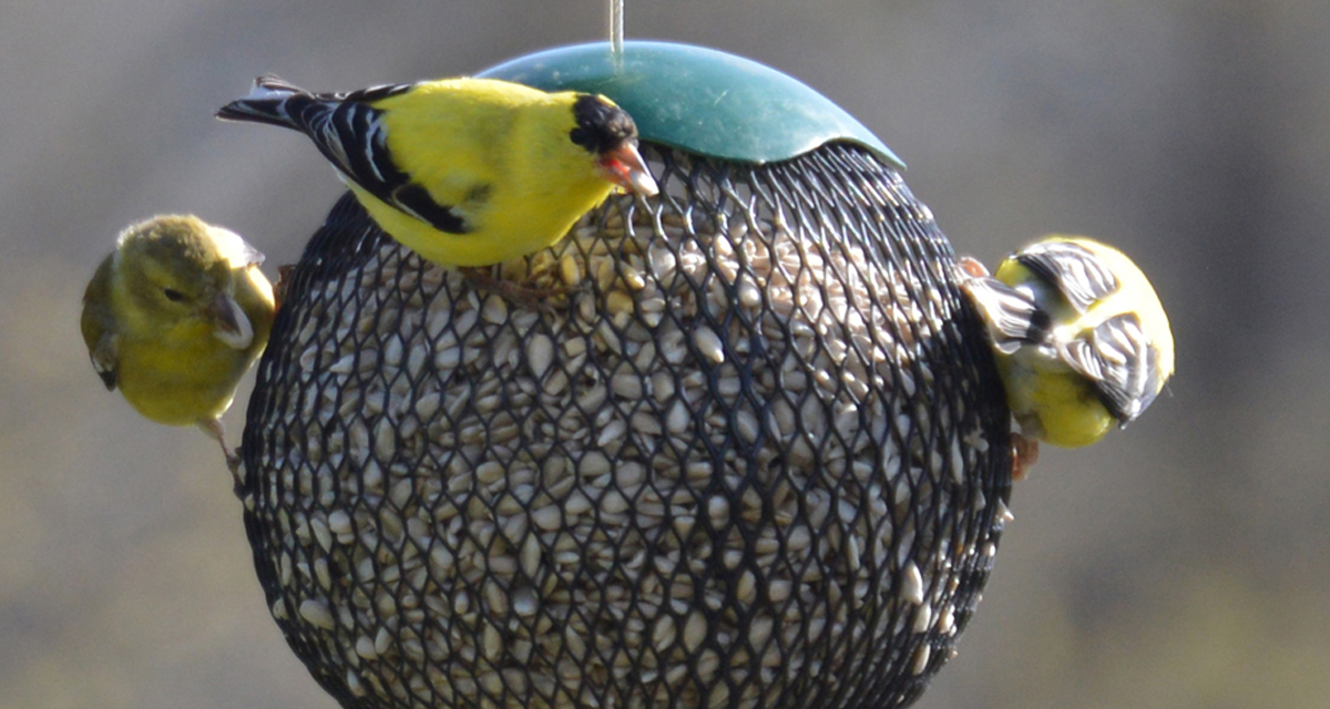 Oakridge Stores | Hobbies, Craft, Scale Modeling, Dollhouse, Power ...