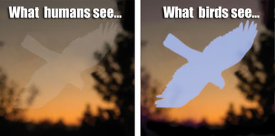 SONGBIRD ESSENTIALS - Window Hawk - Transparent Window Cling (SE7015 ...