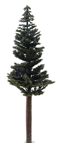 Great deals on Lodgepole Pine on Spike, 12 Inch Tall (CA0571 ...