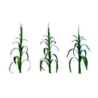 JTT SCENERY - 95552 Miniature Corn Stalks, 1" (30) 734560955523 B00I4TK70M