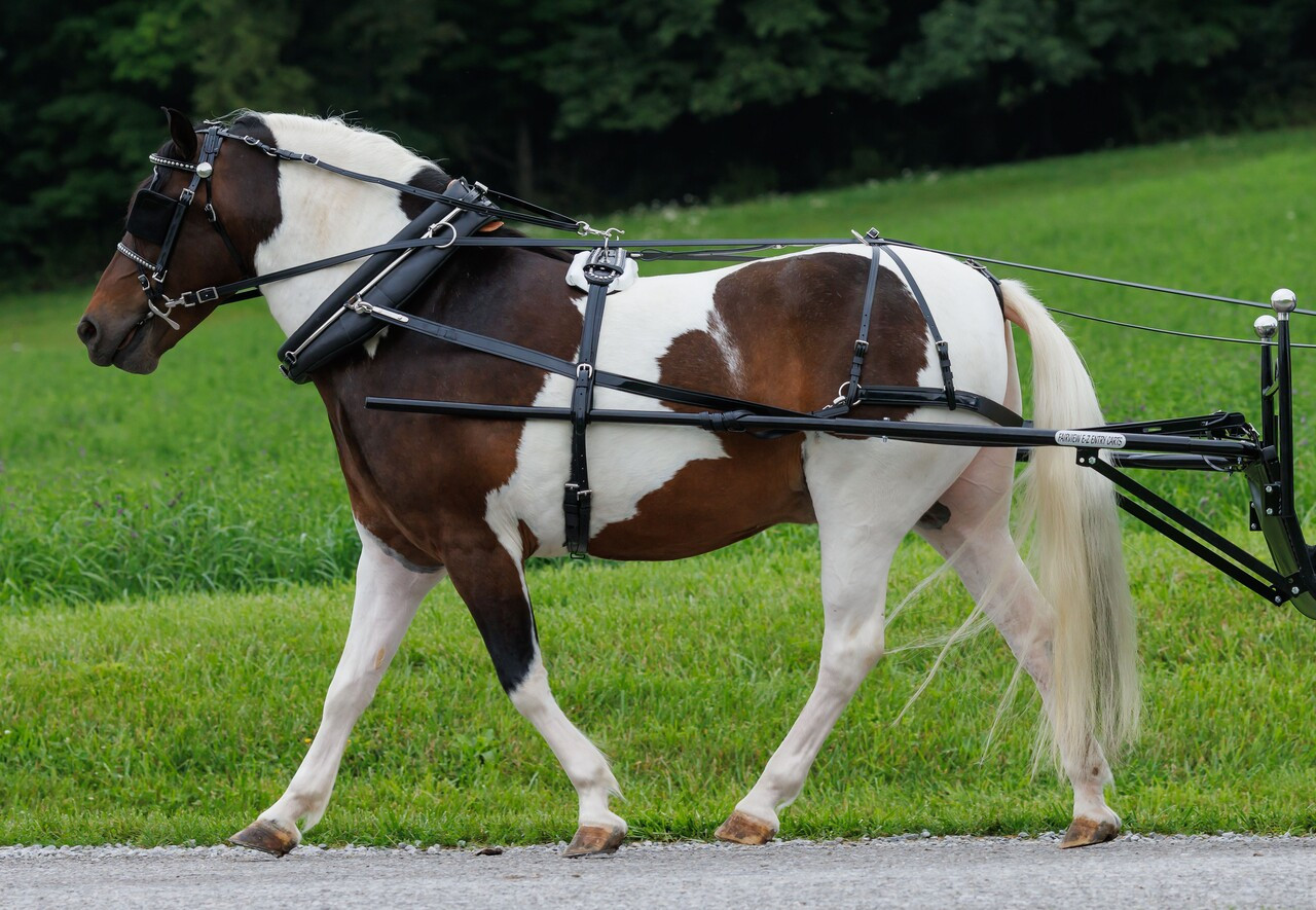Pony Harness | Working Horse Tack in Amish Country, Ohio