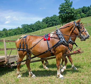 Draft Horse Harness | Working Horse Tack in Amish Country