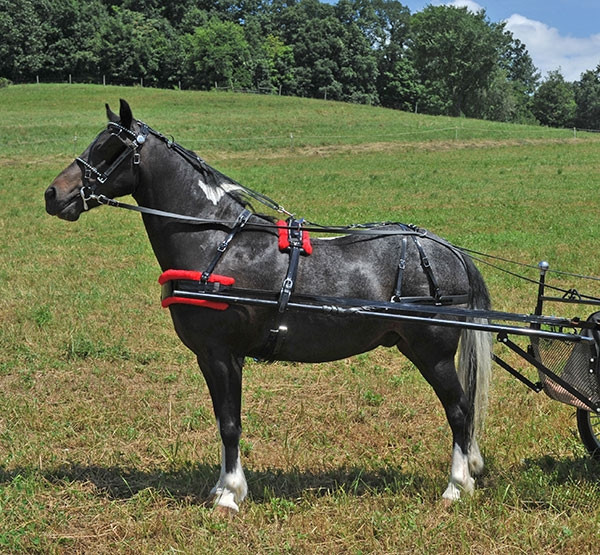 Amish made pony harness. Top quality harness.