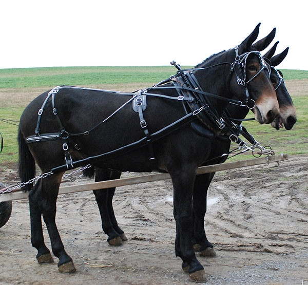 Draft Horse Harness | Working Horse Tack in Amish Country