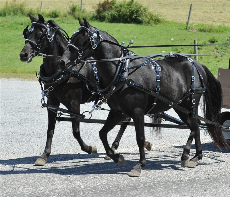 Team Mule Harness - Working Horse Tack