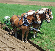 2 Strap Farm Harness | N & A Harness | Working Horse Tack