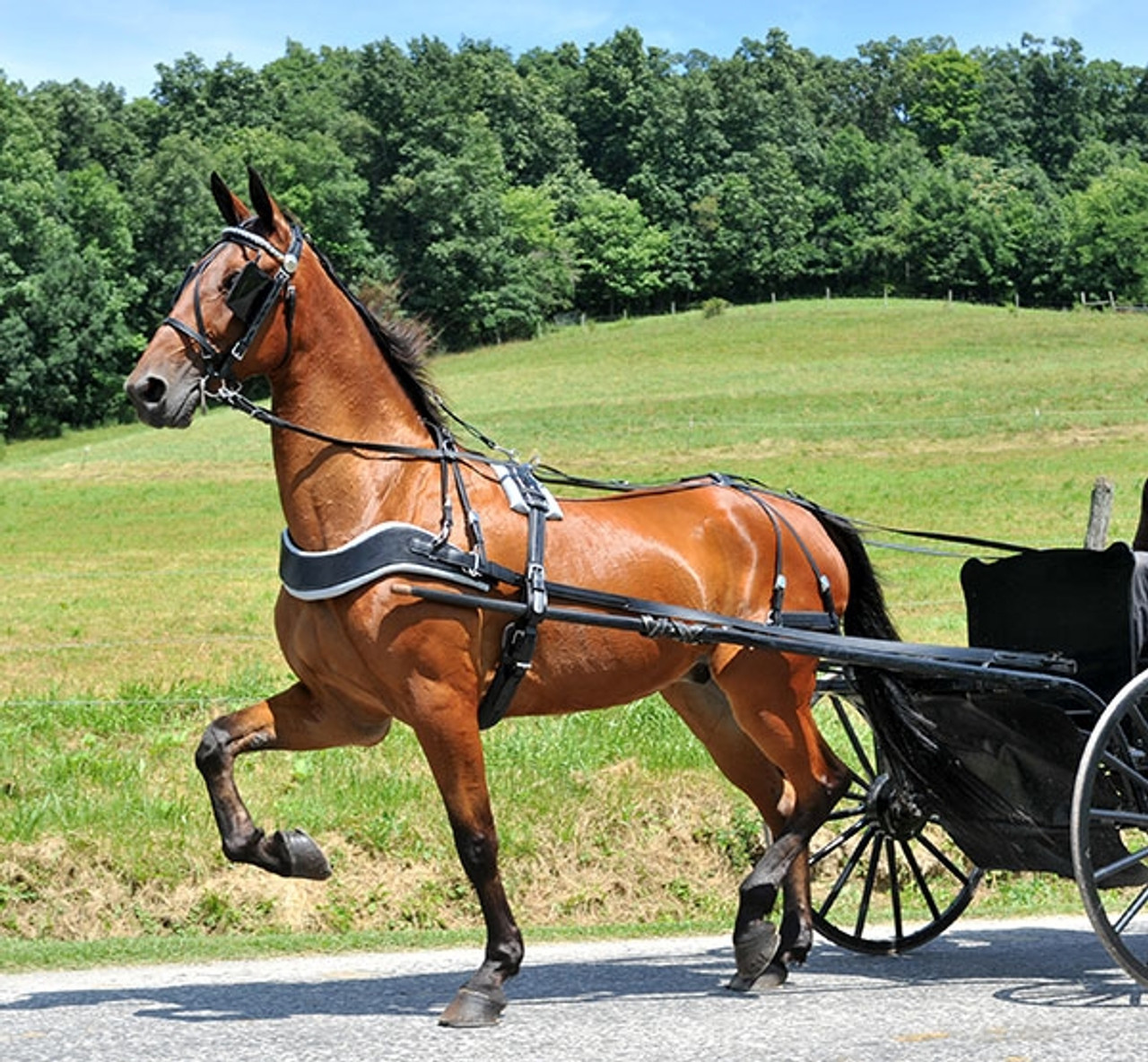 Amish made driving harness for all sizes from Mini's to Drafts. Made ...